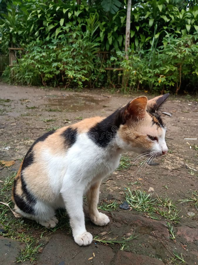 This Stray Cat Felt Uncomfortable Stock Image - Image of stray ...