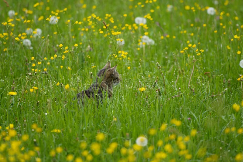 Stray Cat in a Flower Meadow Stock Photo - Image of meadow, animal ...