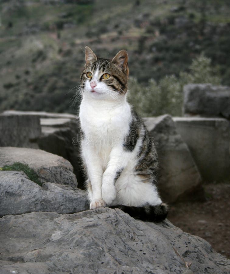 Greek cats stock photo. Image of greece, pets, athens, food - 489740