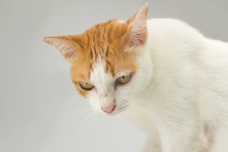 Stray Cat Hair Color Orange and White. Studio Stock Photo - Image of ...