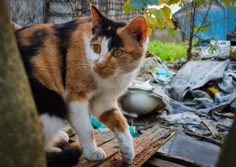 Stray cat stock photo. Image of lost, abandoned, poor - 232297984