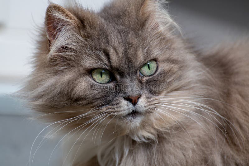 Stray Cat from the Island of Stromboli Stock Image - Image of tourists ...