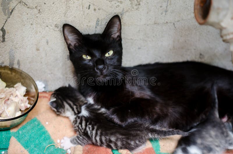 Stray cat with kittens stock photo. Image of clouds, feline - 46968512