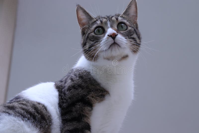 Gray and White Stray Cat on a High Place Stock Image - Image of high ...