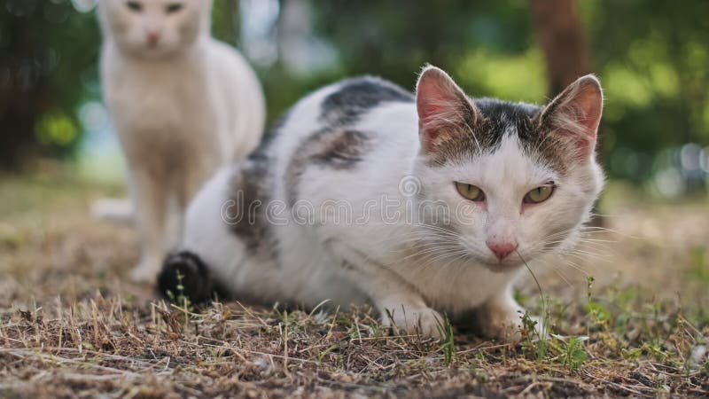 Stray Cat Looks at Camera in Park Stock Footage - Video of park, green ...