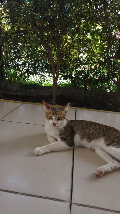 The Stray Cat is Lying Down and Lazing Around Stock Photo - Image of ...