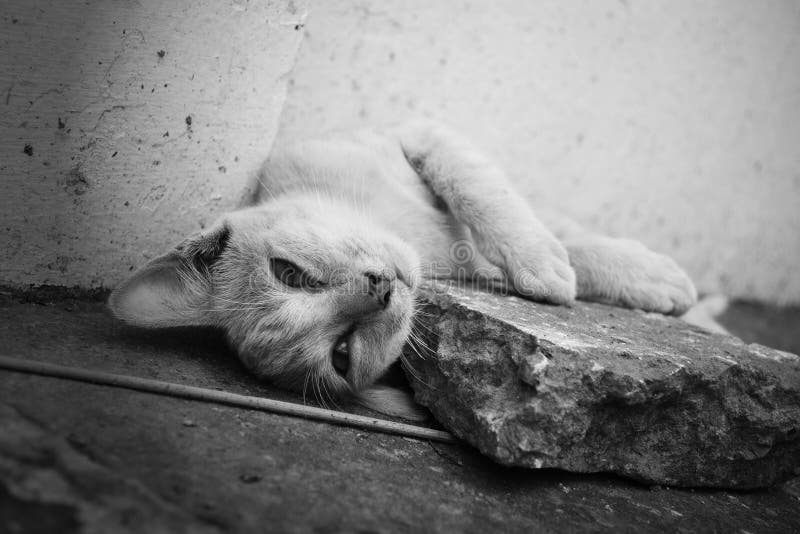 Stray cat. stock photo. Image of nature, fluffy, puss - 33334444