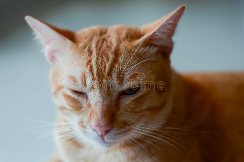 Stray Cat Lying in Wait with Hope Stock Photo - Image of animal, feline ...