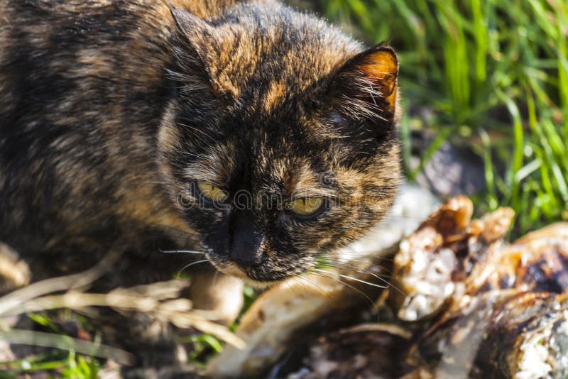 Stray cat in the nature stock photo. Image of living - 84004792