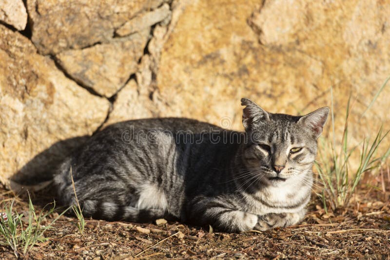 Stray cat outdoor stock image. Image of pets, animal - 283118411