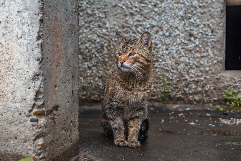 A stray cat outside stock photo. Image of cats, feed - 116391810