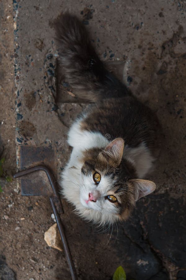 A stray cat outside stock photo. Image of cats, feed - 116391810