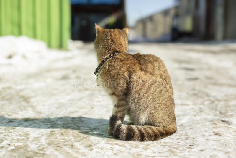 Stray Cat Outside in Winter. Pet without Owner Stock Image - Image of ...