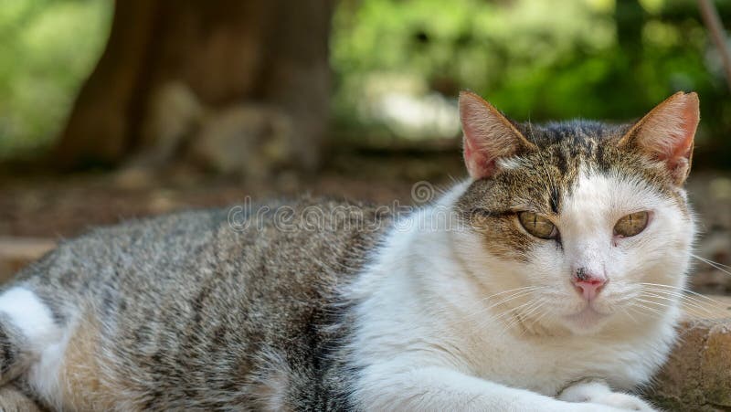 Stray cat in a park stock photo. Image of feline, whiskers - 129773682