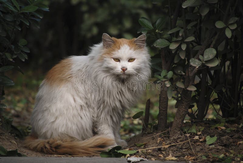 A stray cat in the park stock photo. Image of plant - 264473682