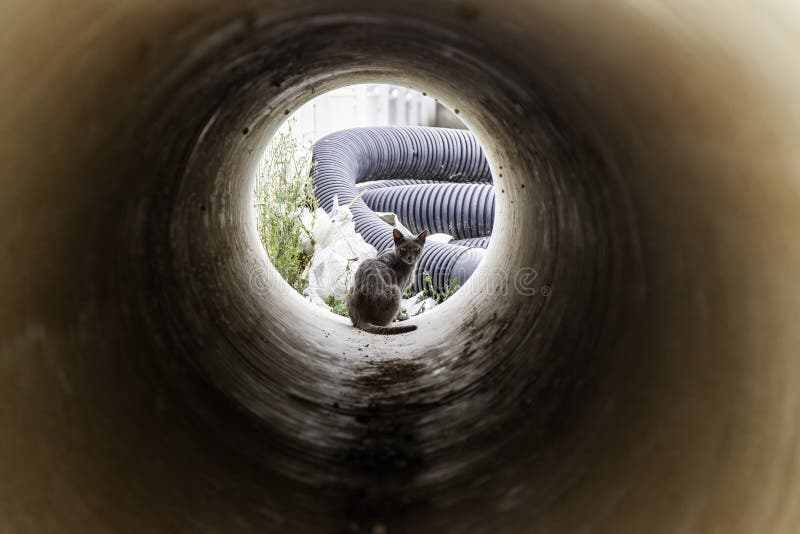 Stray cat in a pipe stock image. Image of animal, path - 250277751