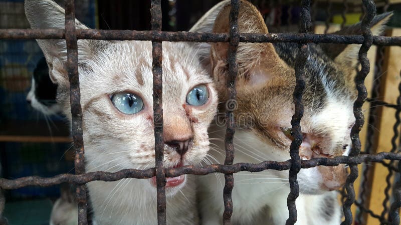 Poor stray cat stock photo. Image of mammal, eyes, dirty - 7719910
