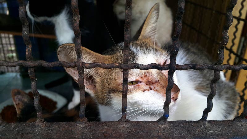 Stray cat , poor cat stock image. Image of sickness, blood - 79970735