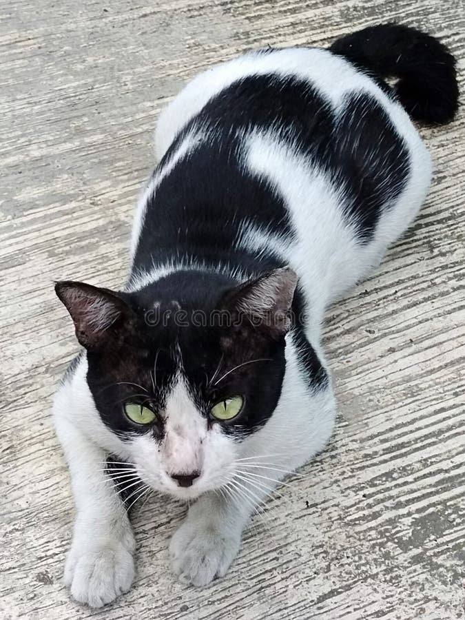 Cat Cowie Stock Photos - Free & Royalty-Free Stock Photos from Dreamstime