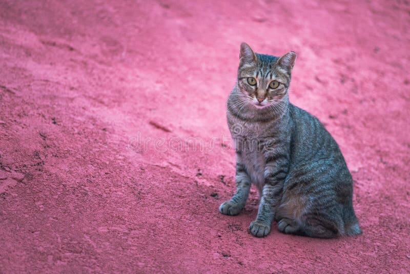 Stray cat in a red ground stock photo. Image of adorable - 229149450