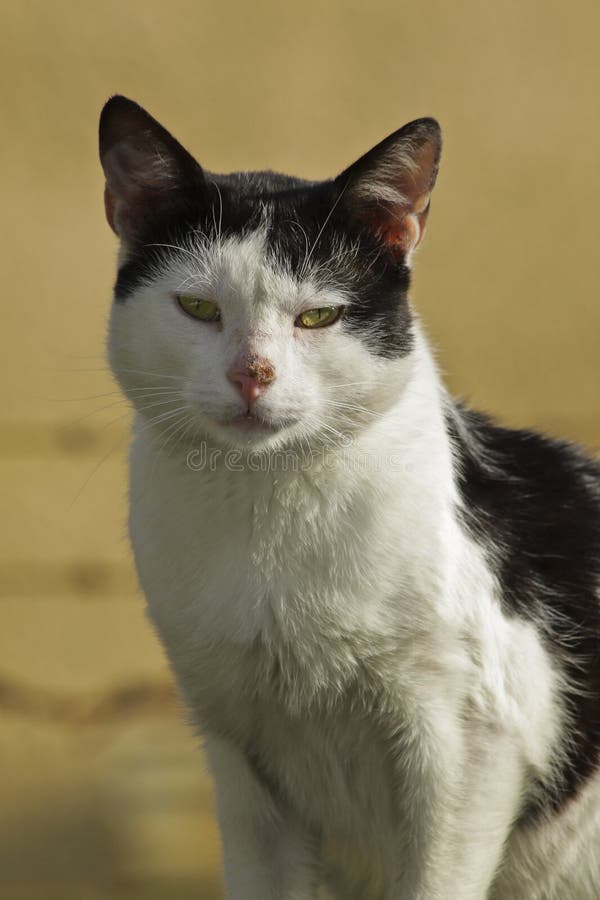 Blakc Cat Sitting Maty Stock Photos - Free & Royalty-Free Stock Photos ...