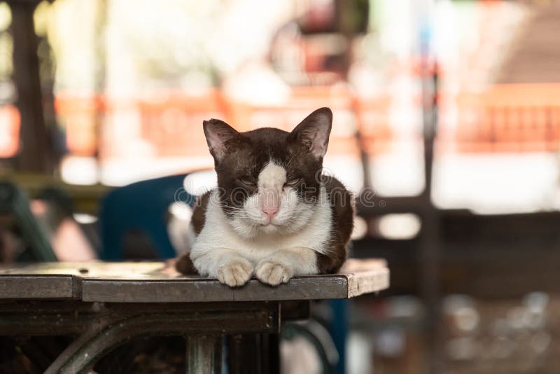 Stray cat sat asleep stock image. Image of stray, indoors - 172422395