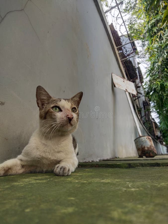 A Stray Cat is Seen Lying Relaxed and Alert on the Green Mossy Floor ...