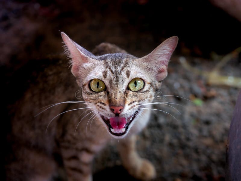 Stray Cat Shouting for Food Stock Photo - Image of eyes, cute: 164736652