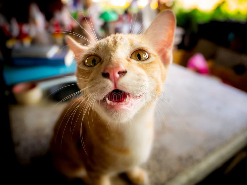 Stray Cat Shouting for Food Stock Photo - Image of blur, hungry: 164736706