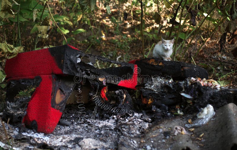 A Stray Cat Sits on the Remains of a Burnt-out Sofa. Stock Photo ...