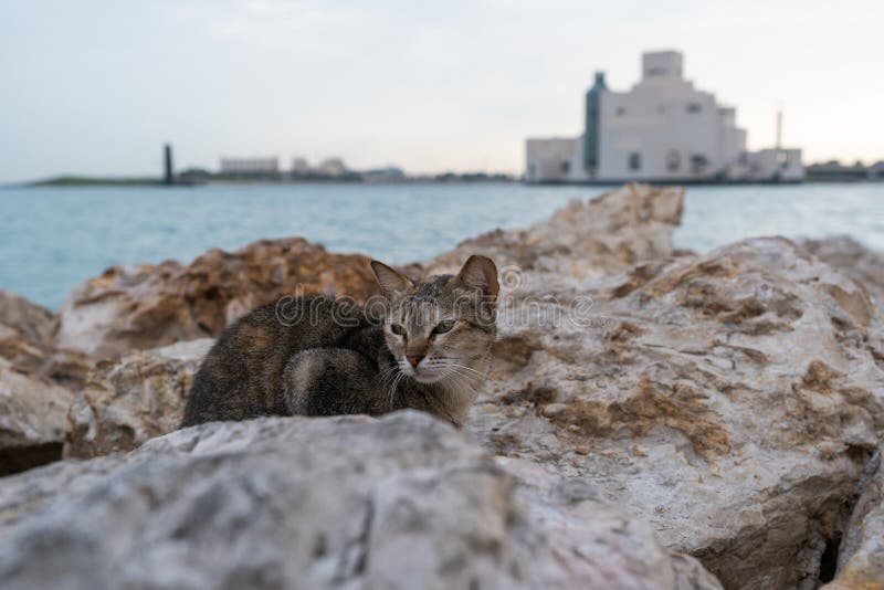 A Stray Cat Sits on the Stones of the Waterfront in Doha Corniche ...