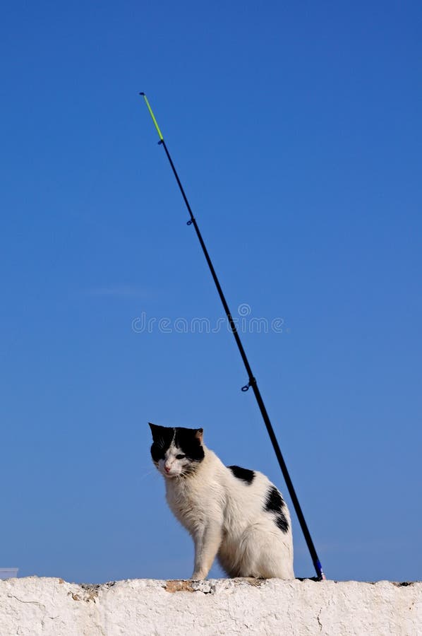 Stray Cat Sitting by Fishing Rod, Spain. Stock Photo - Image of mammal ...