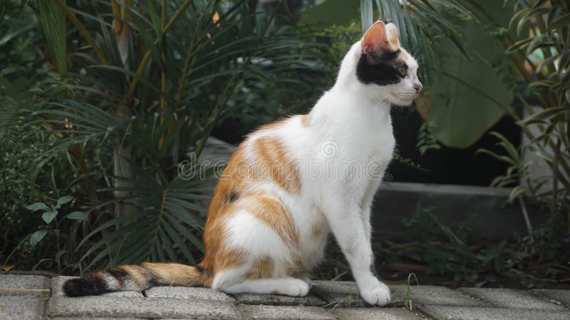 Stray Cat Sitting on the Ground from Side View Stock Image - Image of ...