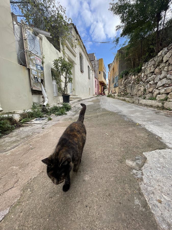 Stray Cat Sitting on Steps in Anafiotika District of Athens Editorial ...