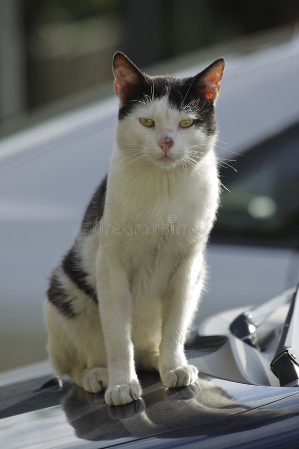 Blakc Cat Sitting Maty Stock Photos - Free & Royalty-Free Stock Photos ...