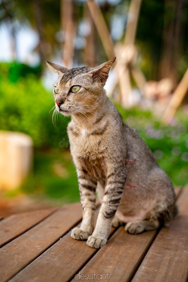 Stray cat with some scars stock photo. Image of flower - 202124780