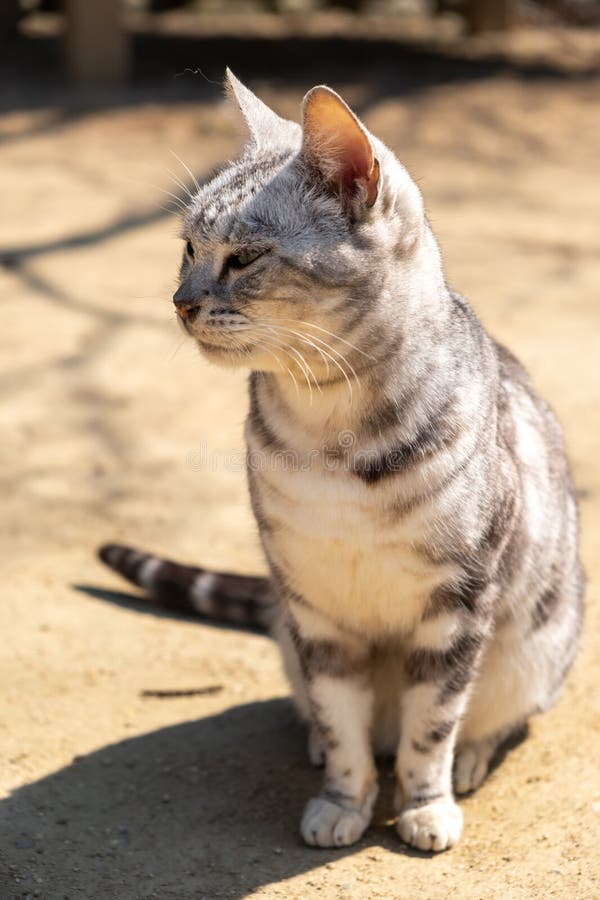 Stray cat standing stock photo. Image of outdoor, homeless - 340195102