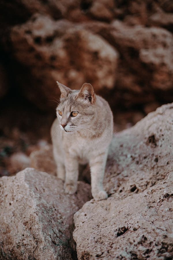 A Stray Cat Standing on a Rocks Stock Photo - Image of plant, nature ...