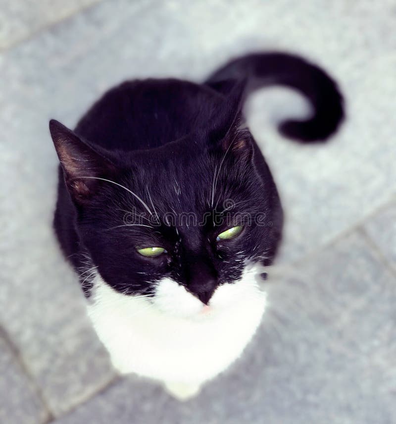 Stray cat staring stock photo. Image of dark, asia, alley - 82504046