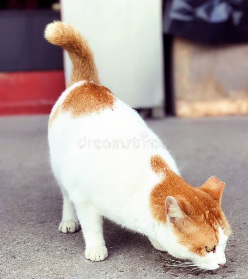 Stray Cat Lying on the Floor and Staring Stock Photo - Image of feral ...