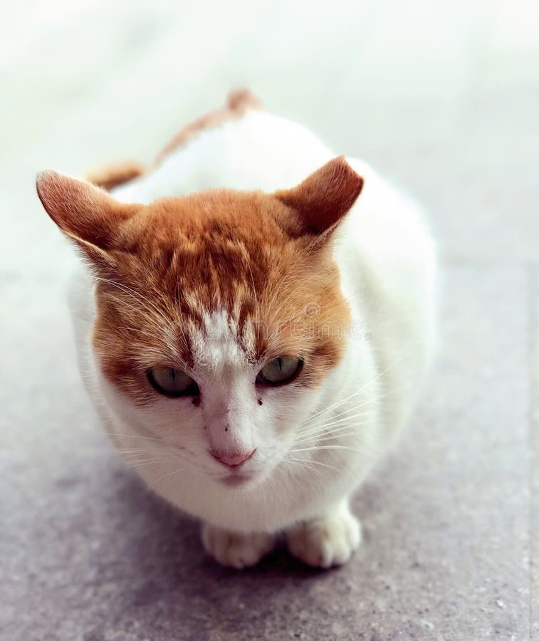 Stray Cat Lying on the Floor and Staring Stock Photo - Image of feral ...