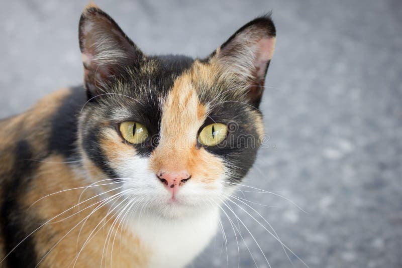 Cat staring on something stock image. Image of head, kitten - 99588613