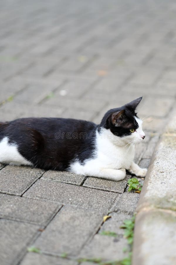 Stray Cat is Still Relax and Chill Mode Stock Photo - Image of animal ...