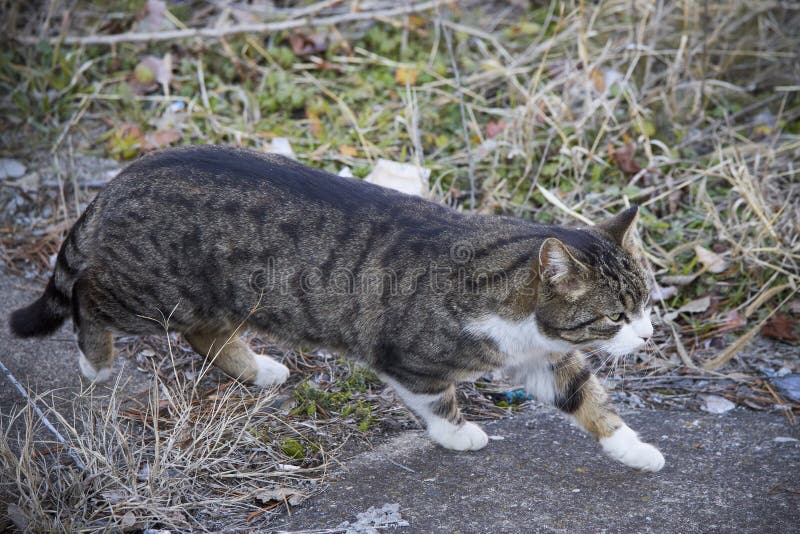 A stray cat stock photo. Image of beautiful, wildlife - 365349186