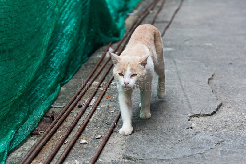 Stray Cat Walking Down the Street Stock Image - Image of urban, orange ...