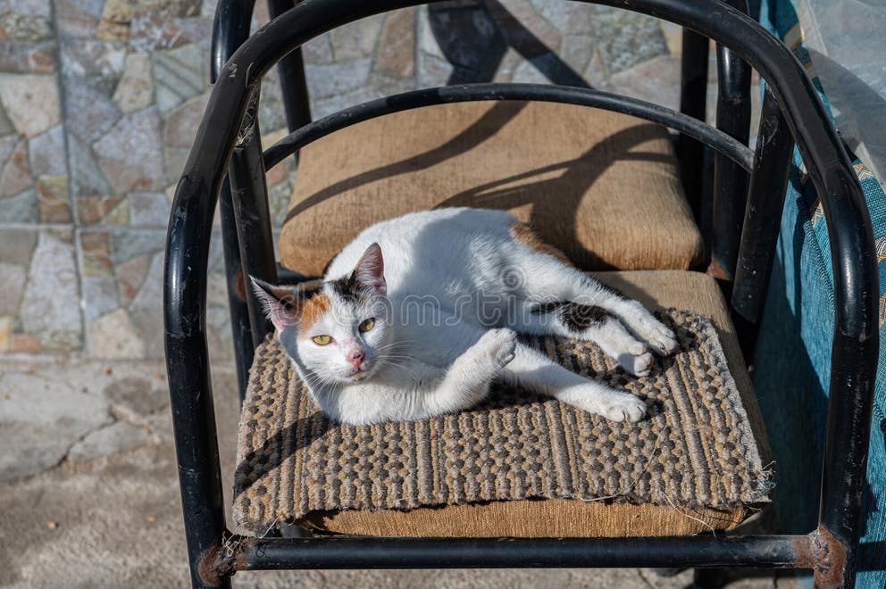 A Stray Cat Sunbathing on an Old Chair Stock Photo - Image of domestic ...