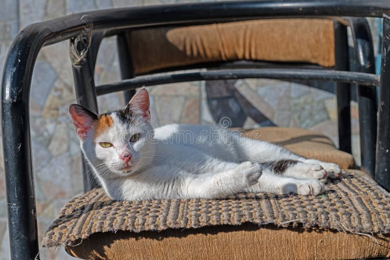 A Stray Cat Sunbathing on an Old Chair Stock Image - Image of animal, alone: 347023177