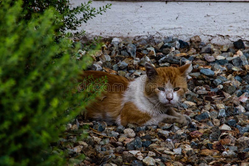 Stray Cat Taking a Break in the Shade Stock Photo - Image of stray ...