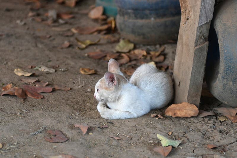Stray Cat Taking Rest Lying Ground Stock Photos - Free & Royalty-Free ...