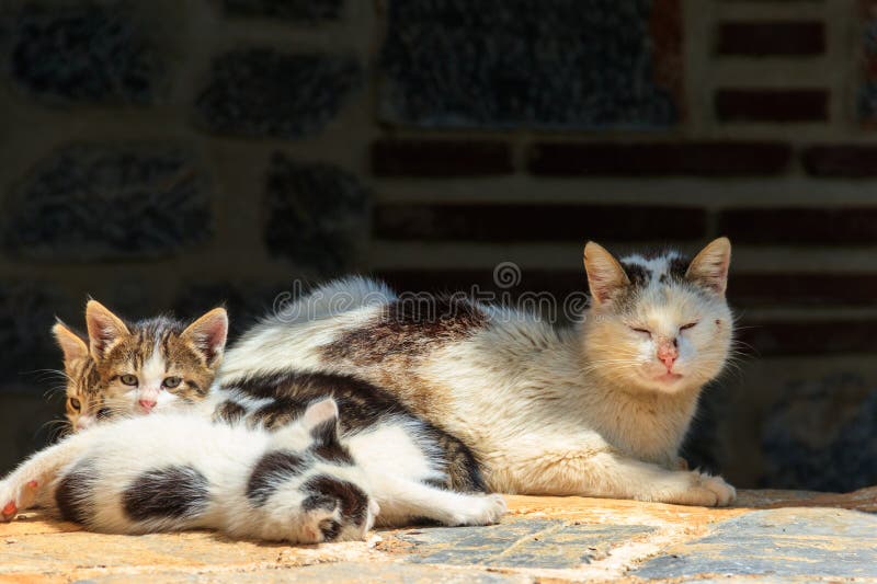 Stray Cat with Three Kittens Stock Photo - Image of lying, homeless ...